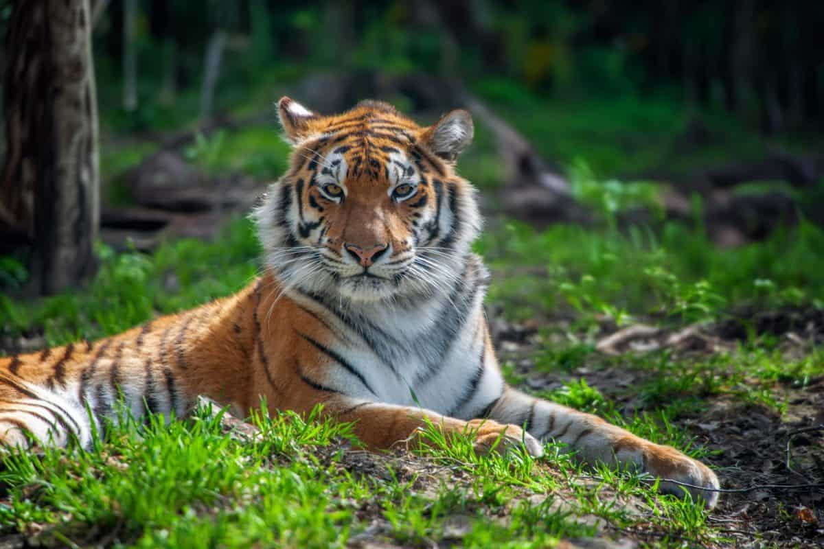 The Best Zoos in America That Everyone Should Visit