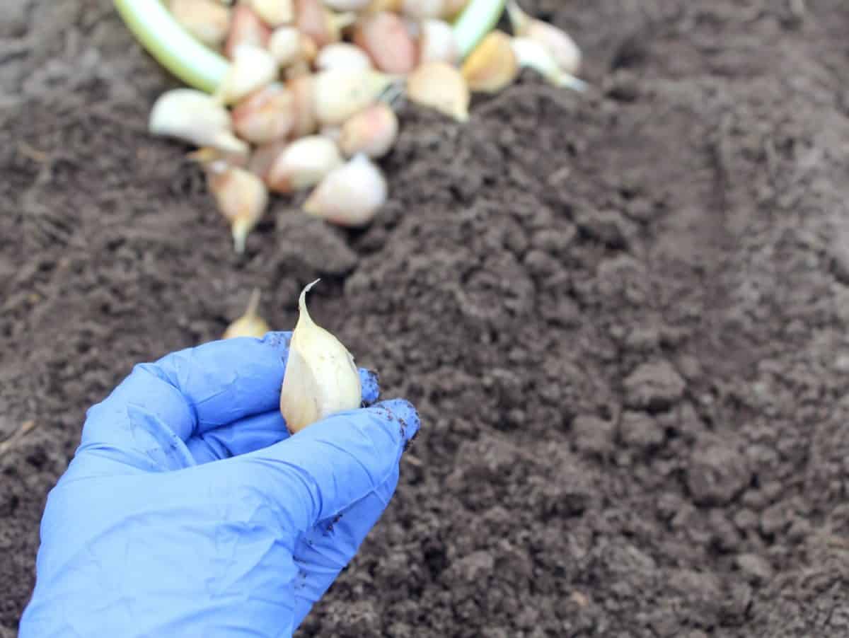 Tips For Growing Garlic Inside