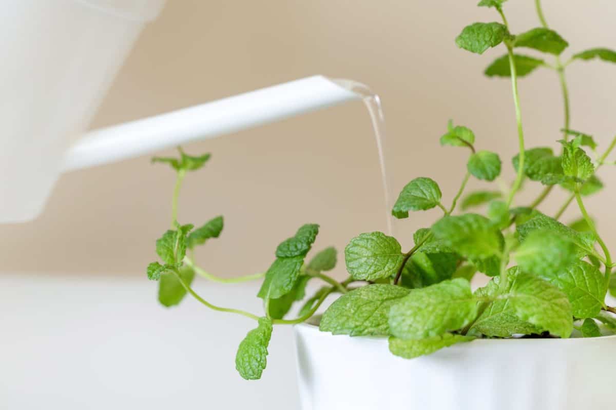 Steps to Grow Mint Indoors