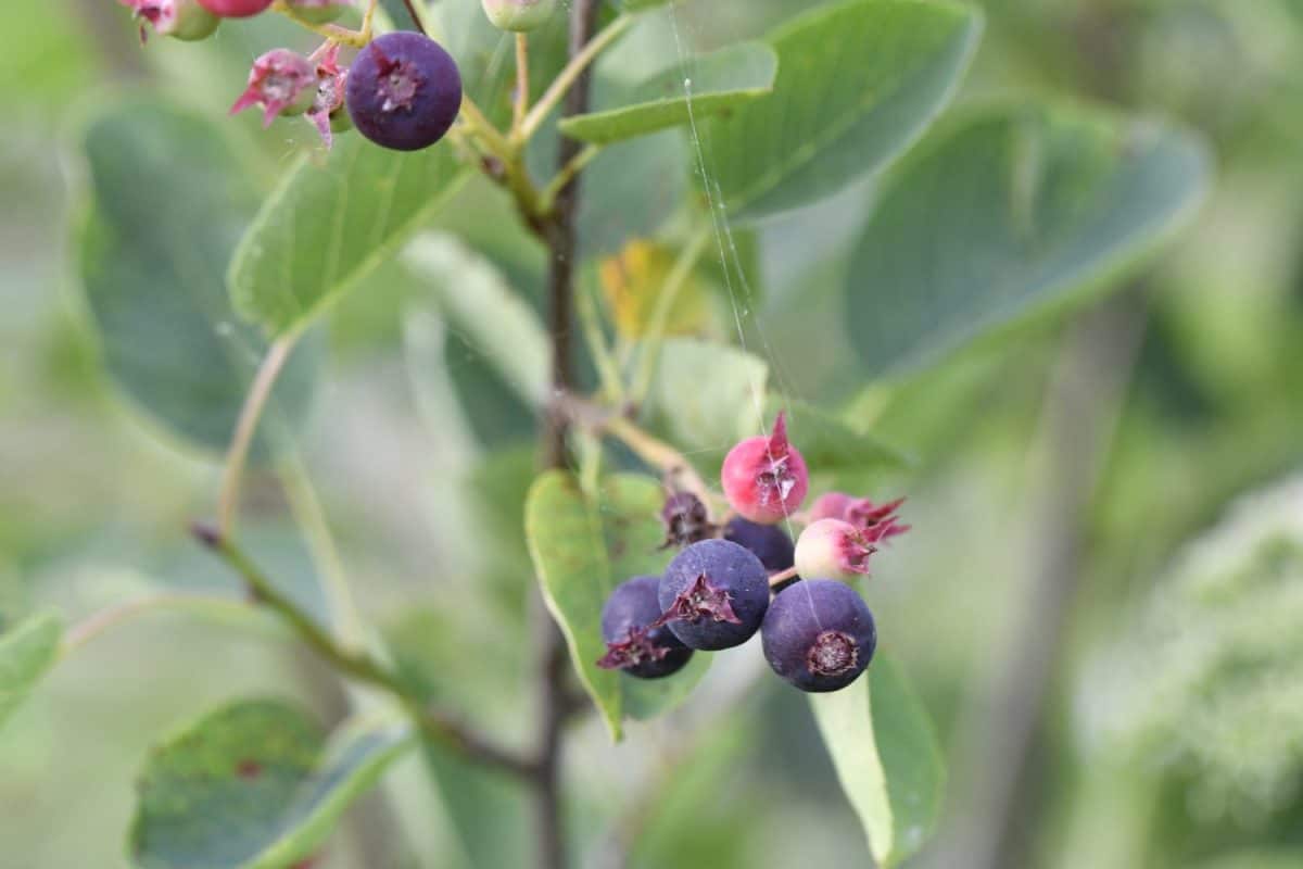 Most Americans Can't Identify These American-Grown Fruits