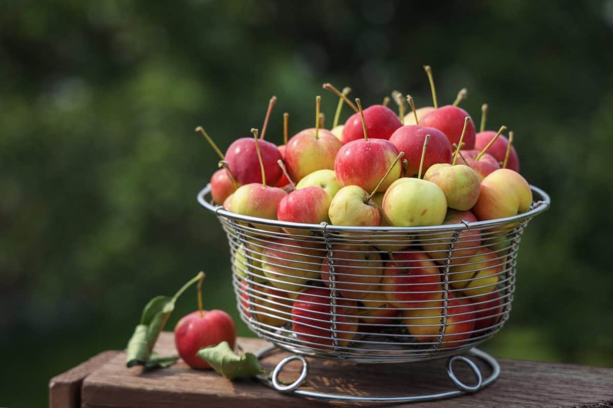 Most Americans Can't Identify These American-Grown Fruits