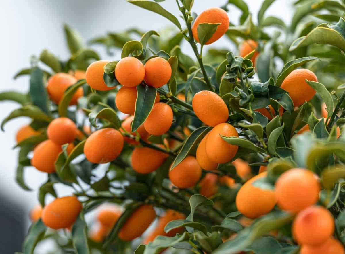Most Americans Can't Identify These American-Grown Fruits