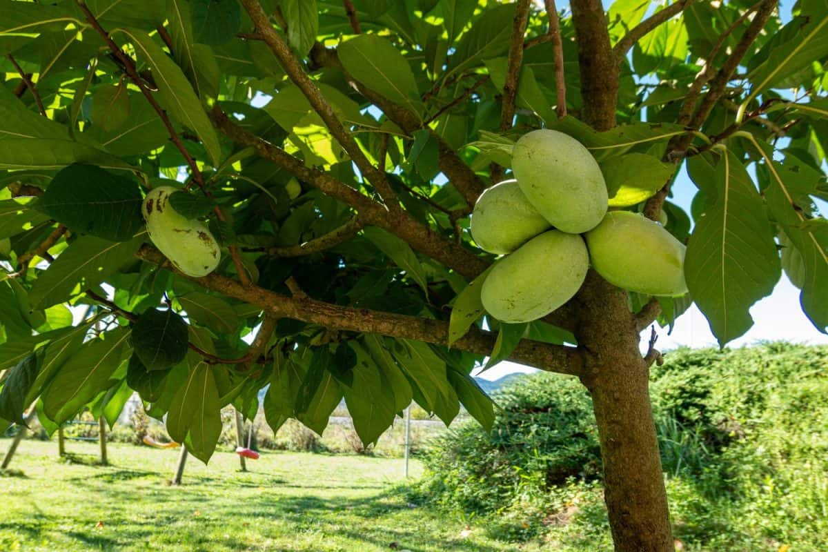 Most Americans Can't Identify These American-Grown Fruits