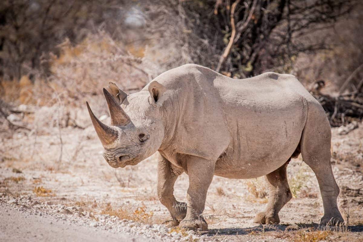 10 Animals That Have Gone Extinct in the Last 125 Years