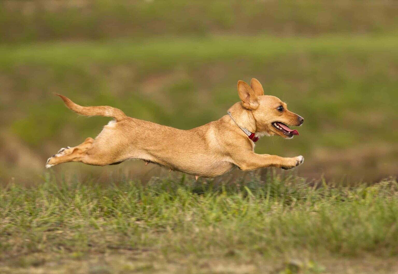 America's Most Popular Small Dog Breeds in 2025