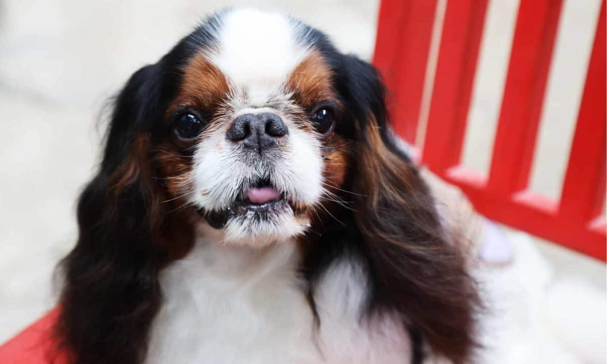 America's Most Popular Small Dog Breeds in 2025