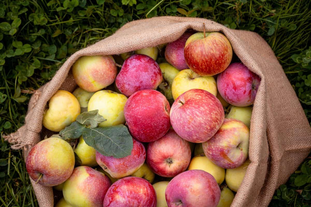 Prepare for Fall With This Complete Guide to Apple Picking