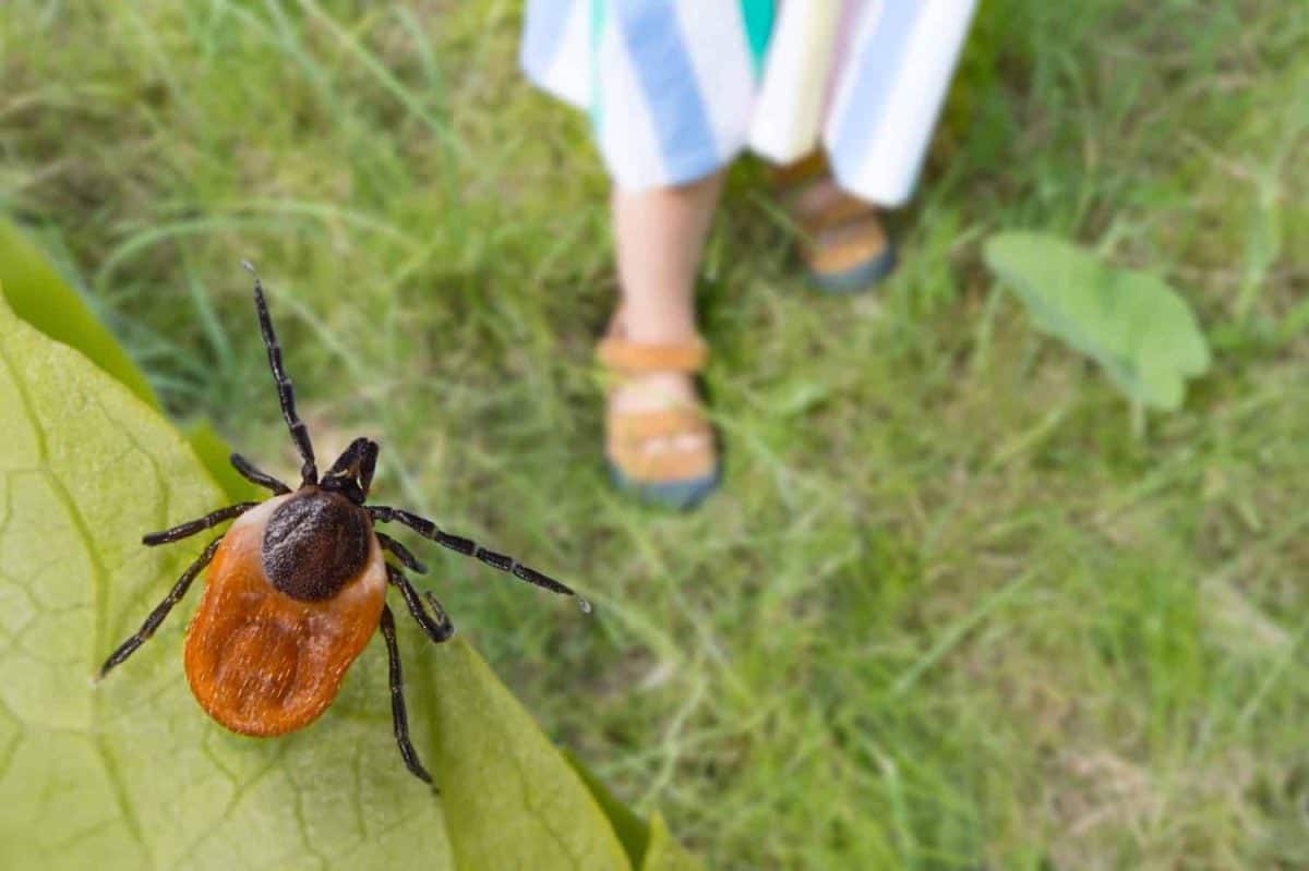 These Are the Symptoms of Lyme Disease Every Parent Needs to Know