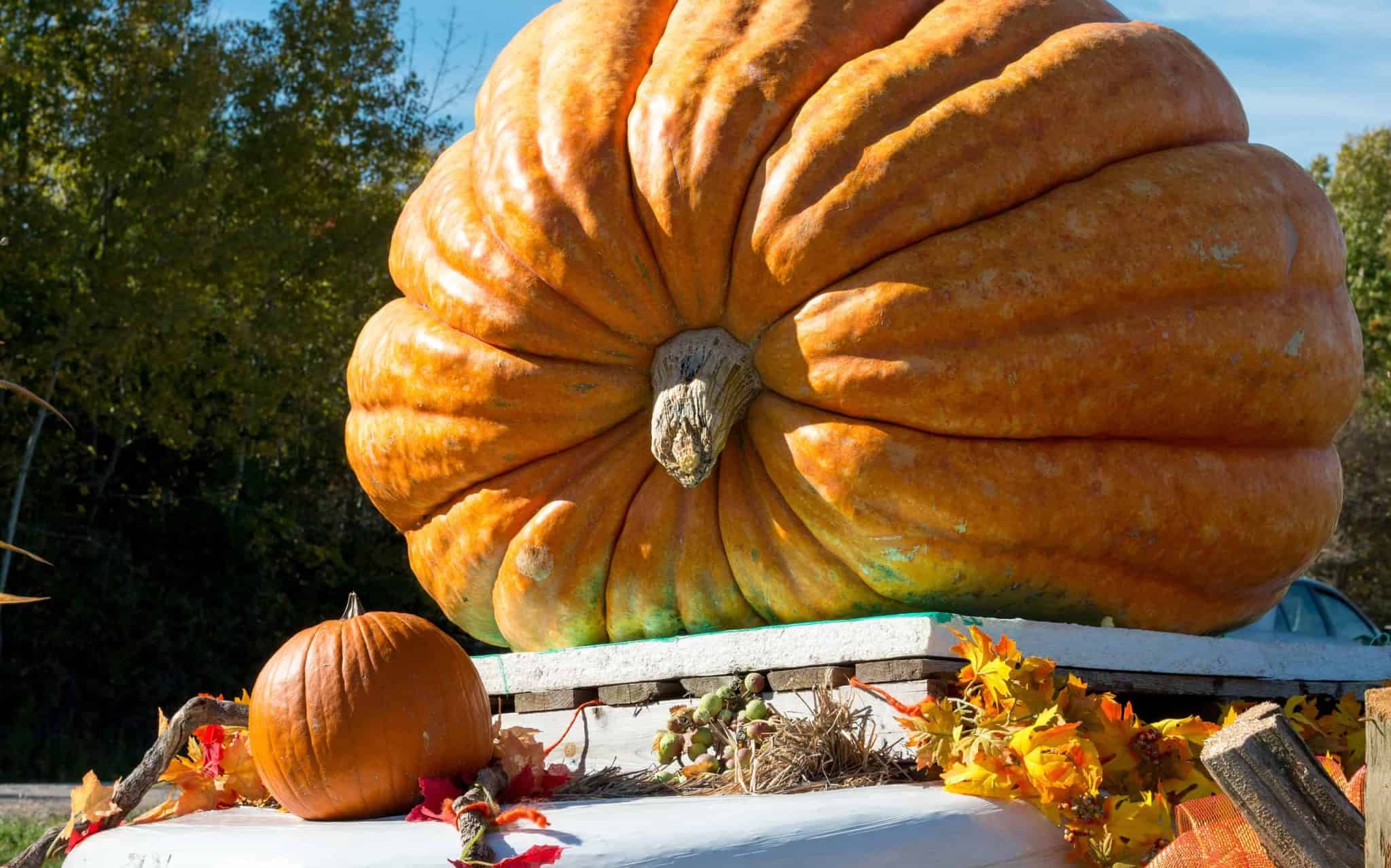 10 Fall Festivals Everyone Should Visit at Least Once