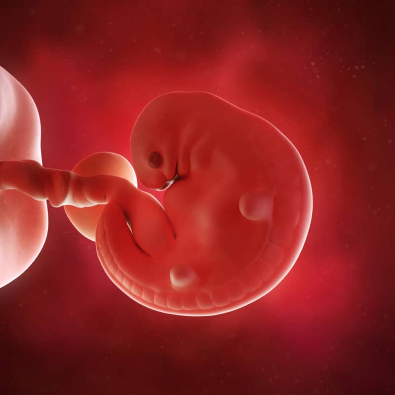 What Your Baby and Body Look Like at 6 Weeks Pregnant | Pregnancy ...