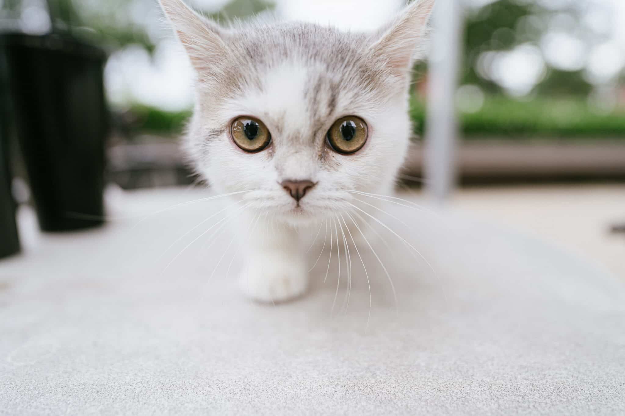 Names for Girl Cats B
