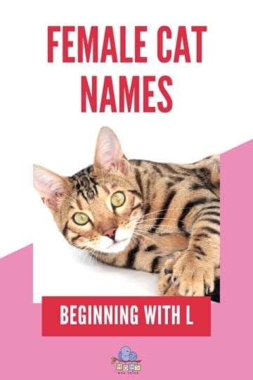 Names for Girl Cats L