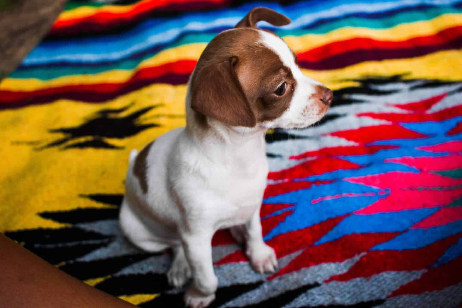 Female Dog Names Beginning With R