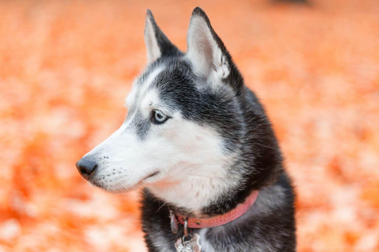 Female Dog Names Beginning With Y