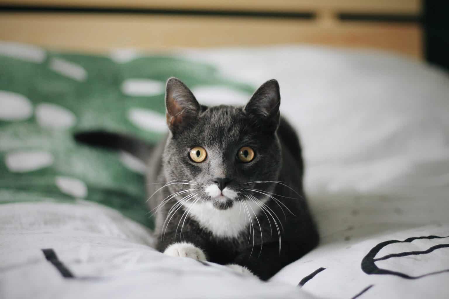Names For Boy Cats I Names For Boy Cats I