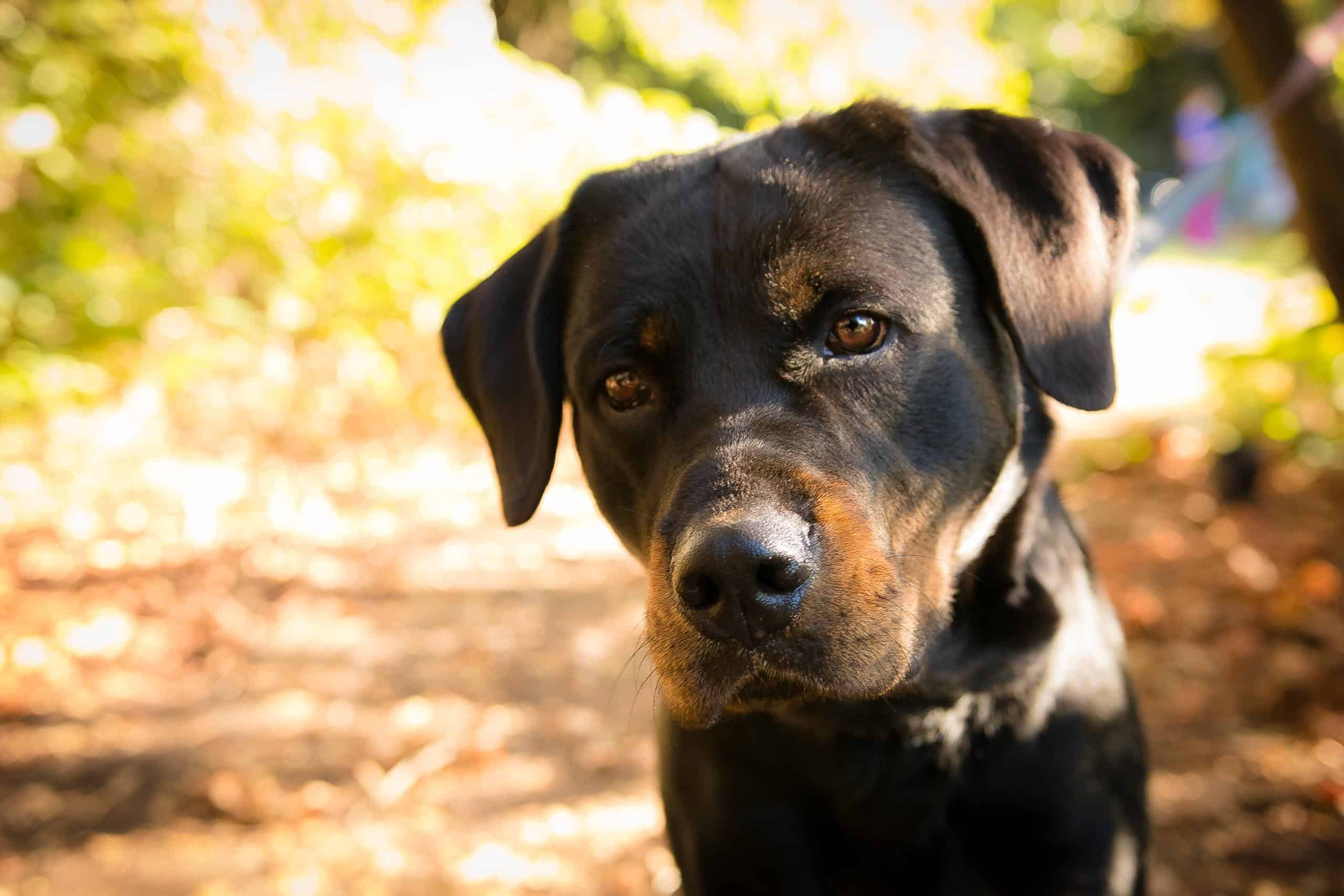 Male Dog Names M Male Dog Names M