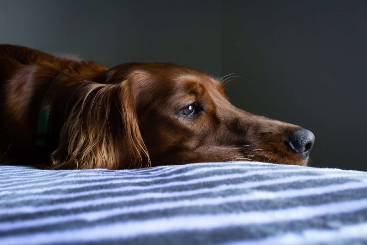 Male Dog Names V
