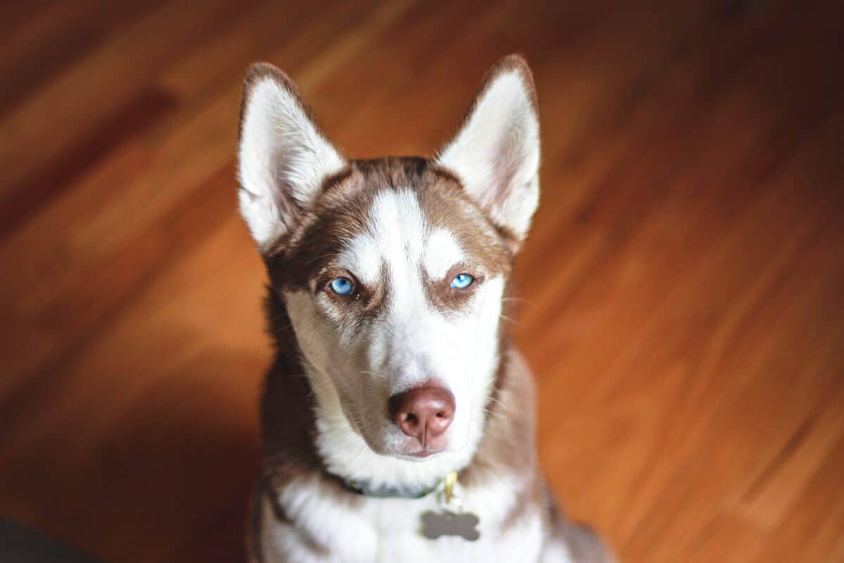 Male Dog Names H