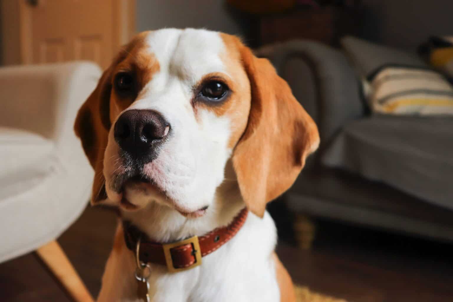 Male Dog Names I