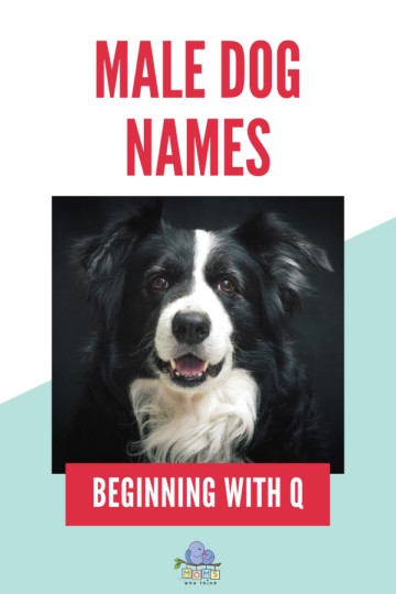 Male Dog Names Q