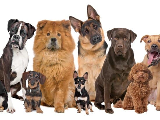 Dog Names By Color | Family Pets | MomsWhoThink.com