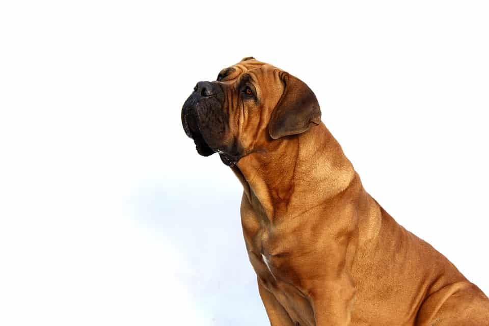 Dog Names By Color | Family Pets | MomsWhoThink.com